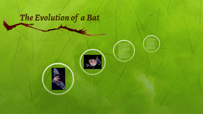The Evolution of a Bat by Kara Walton on Prezi
