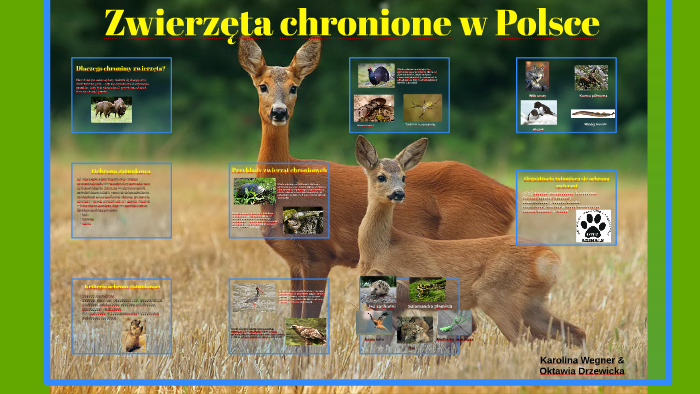Rośliny I Zwierzęta Chronione W Polsce Wikipedia