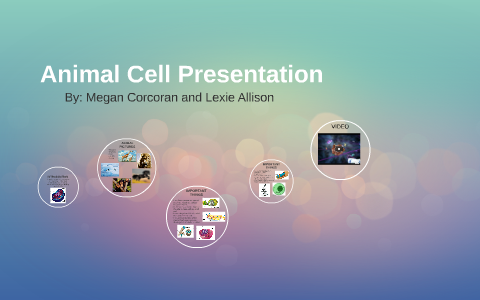 Animal Cell Presentation by Megan Corcoran on Prezi