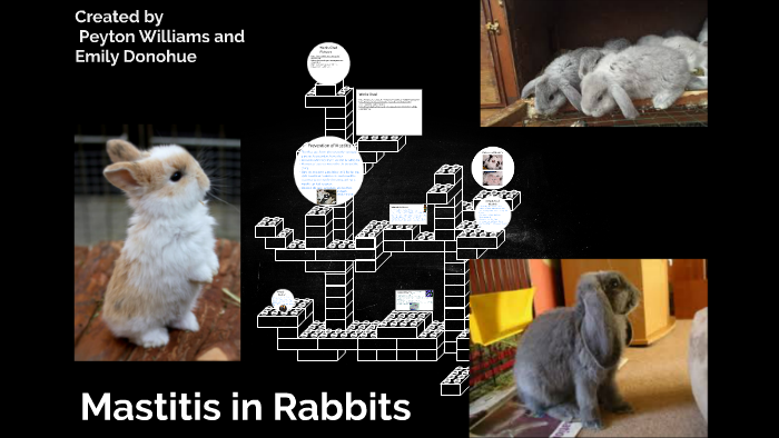 Mastitis in Rabbits by Peyton Williams on Prezi