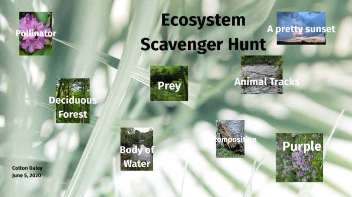 Ecology Scavenger Hunt by Colton Daley on Prezi
