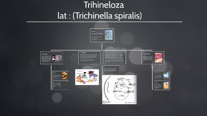 Trihineloza by Albert Butinaa on Prezi