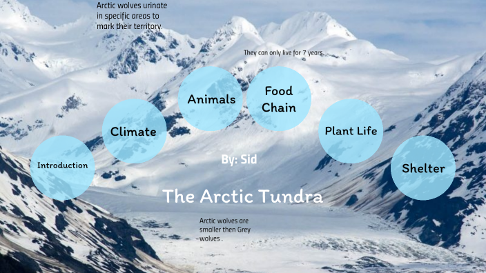 The Arctic Tundra by SJ - 03MS 856591 Vista Heights PS on Prezi