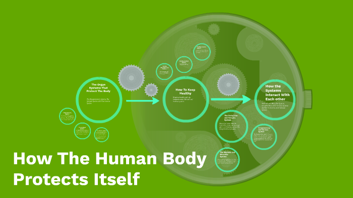 How The Human Body Protects Itself by Lillie Torbit on Prezi