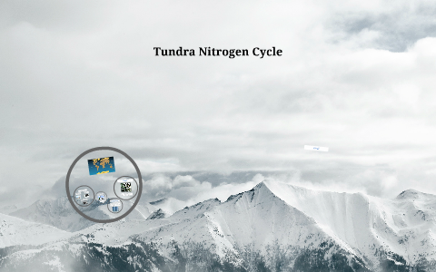Tundra Nitrogen Cycle by devin oldham on Prezi