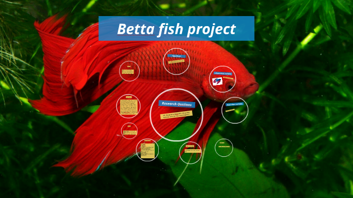 Betta fish project by Connor Lee on Prezi