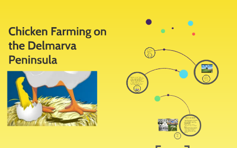 Chicken Farming on the Delmarva Peninsula by Kelly Pettyjohn on Prezi