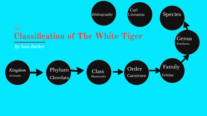 Classification of the White Tiger by Sam Barker on Prezi