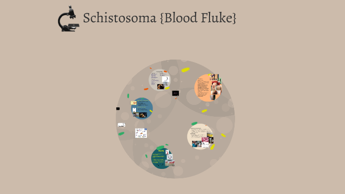 Schistosoma (BLOOD FLUKES) by robert de guzman on Prezi