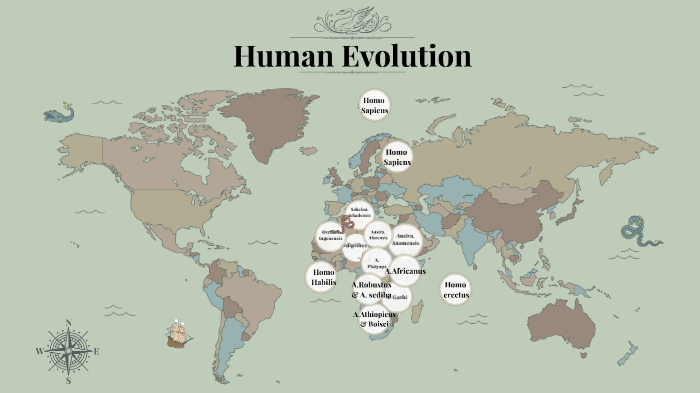 Hominid Chart by Brittney Amador on Prezi