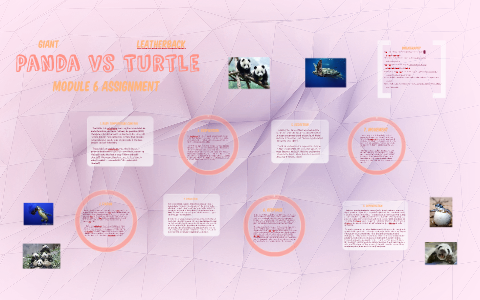 Panda vs Turtle by Amanda Percival on Prezi