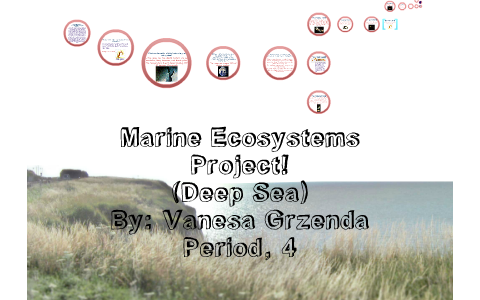 Marine Ecosystems Project- The Deep Sea by vanesa grzenda on Prezi