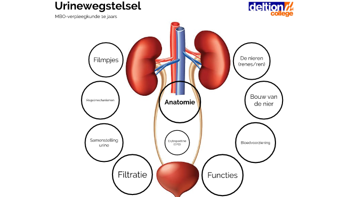 Urinewegstelsel by Esther Witte on Prezi