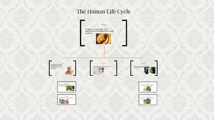 The Human Life Cycle by Lucy Carder