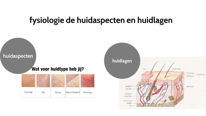 fysiologie de huidaspecten en huidlagen by Suzanne Wolters on Prezi
