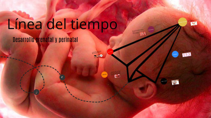 Línea cronológica etapa prenatal y perinatal by montse fernández lópez ...