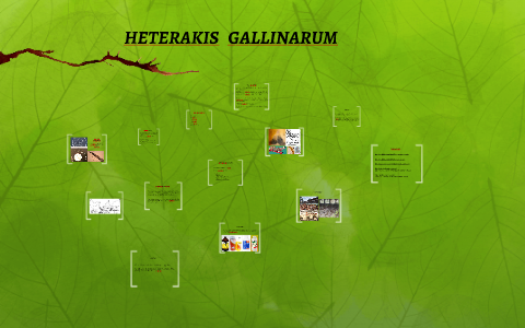 Heterakis Gallinarum by Alejandra Vaneza Castro Rey on Prezi