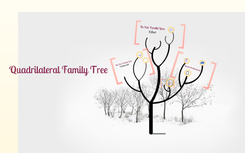 Quadrilateral Family Tree by Michelle Swerdlow on Prezi