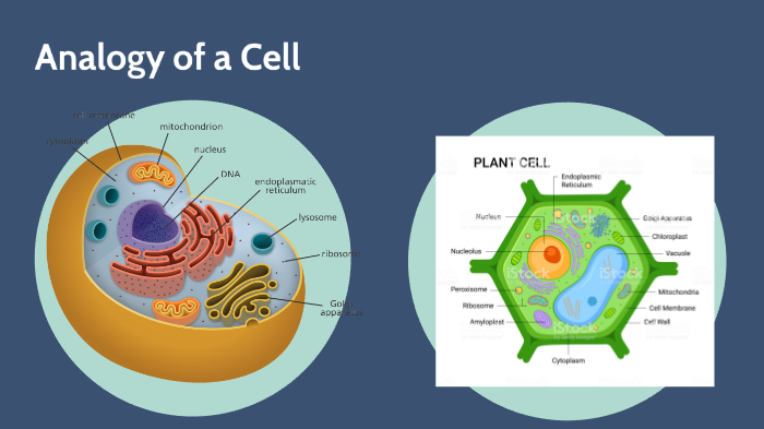 Analogy of a cell by Alexandra chin on Prezi