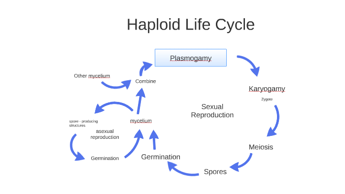 Haploid Life Cycle by Madi Savage on Prezi
