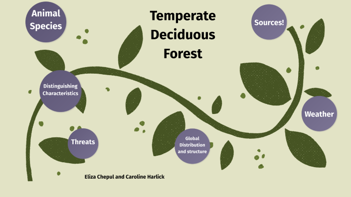 Temperate Deciduous Forest Project by Caroline Harlick on Prezi