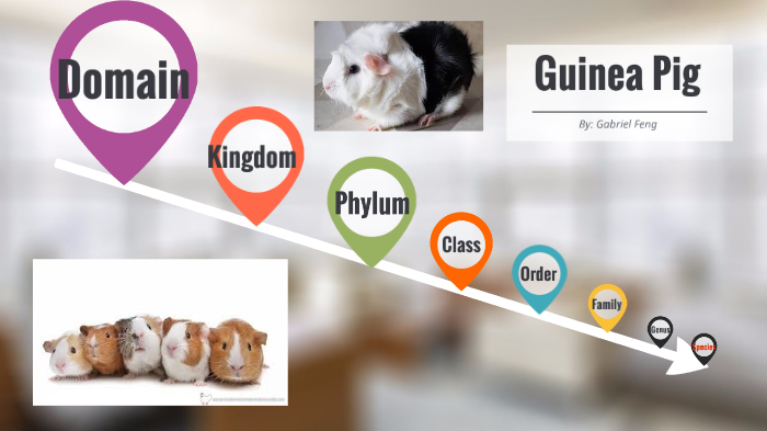 Levels of Classification - Guinea Pig by Gabriel Feng on Prezi