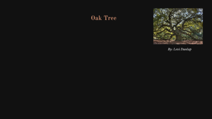 Oak Tree by Levi Dunlap on Prezi