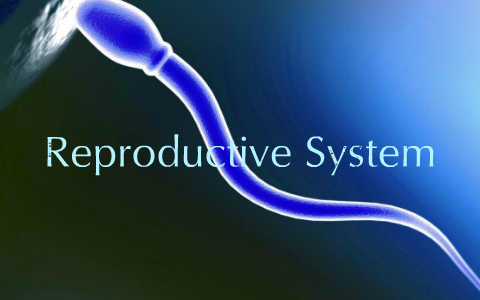 The Reproductive System by daniel cedric altovar on Prezi