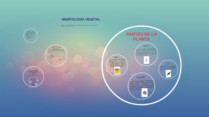 MORFOLOGÍA VEGETAL by Rosa Cornejo on Prezi