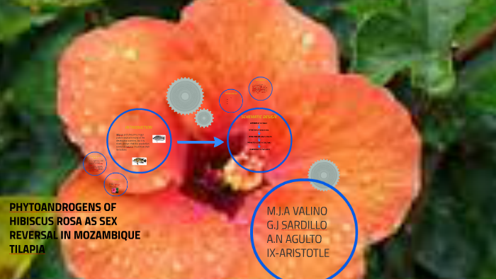 PHYTOANDROGENS OF HIBISCUS ROSA AS SEX REVERSAL IN MOZAMBIQU by seven ...