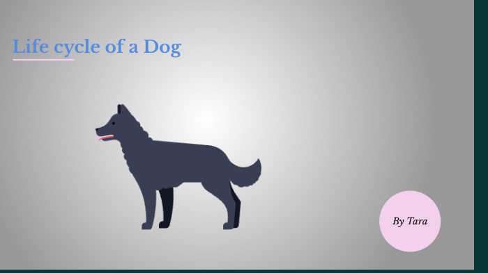 Life cycle of a dog by Christine Jefferson on Prezi