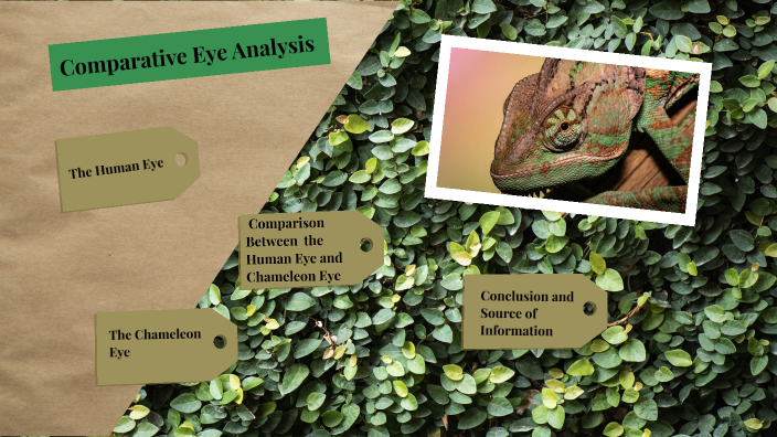 Comparison of the Human and Chameleon Eye by Kayden Cameron on Prezi
