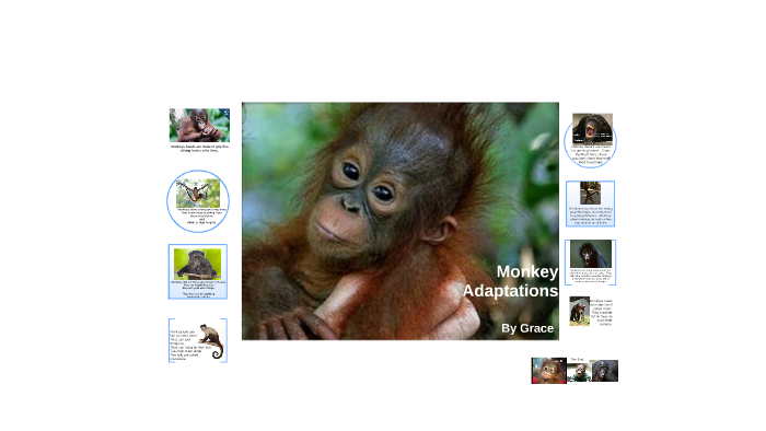 Monkey Adaptations by Christie Harp on Prezi