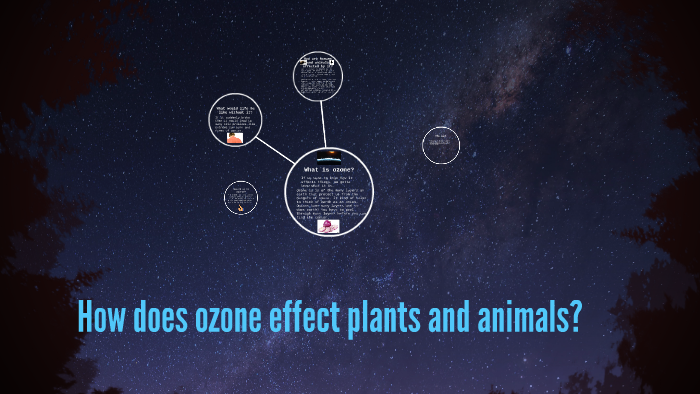 How does ozone effect plants and animals? by Briana Gomez on Prezi