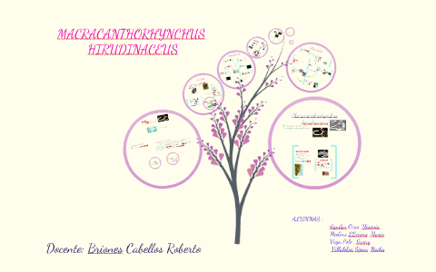 Macracanthorhynchus hirudinaceus by Maria Angeles Medina Llerena on Prezi