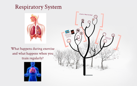 EDEXCEL GCSE The Respiratory System by Simone Jones on Prezi