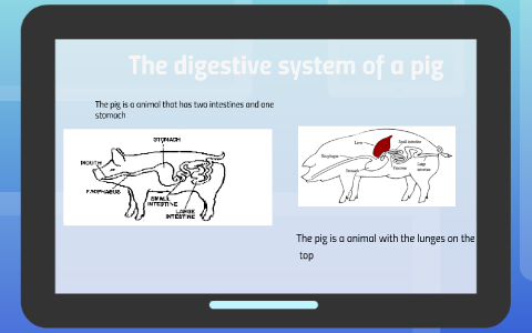 The digestive system of a pig by aaron cooper on Prezi