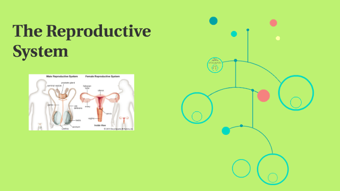 What is the Reproductive System by raven campbell on Prezi