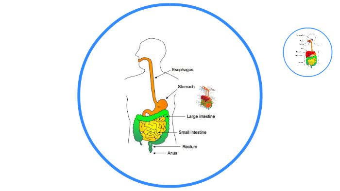 6.1.1 Explain why digestion of large food molecules is esse by ...
