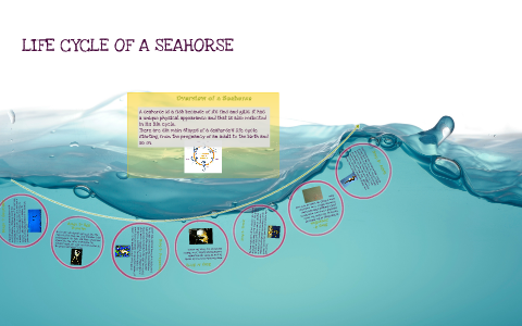 Life Cycle Of A Seahorse For Kids