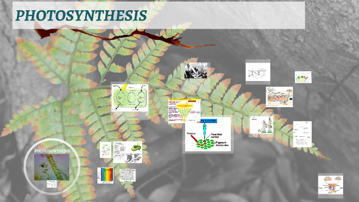 PHOTOSYNTHESIS by Peter Gulian on Prezi