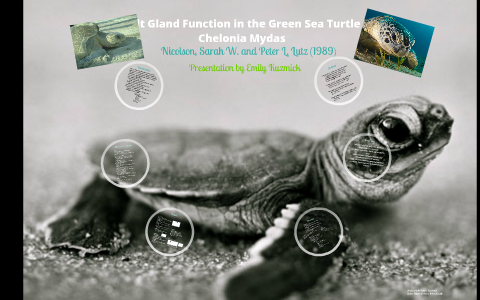 Salt Gland Function in the Green Sea Turtle by Emily Kuzmick on Prezi