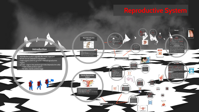 The Reproductive System by Daniel Standring on Prezi