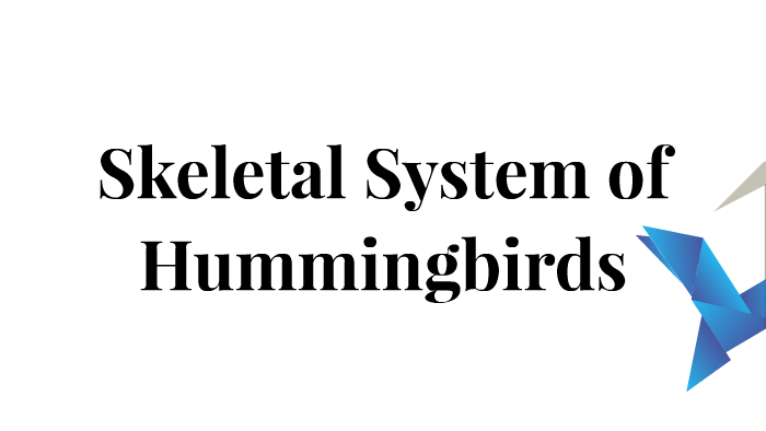 Skeletal System of Hummingbirds by on Prezi