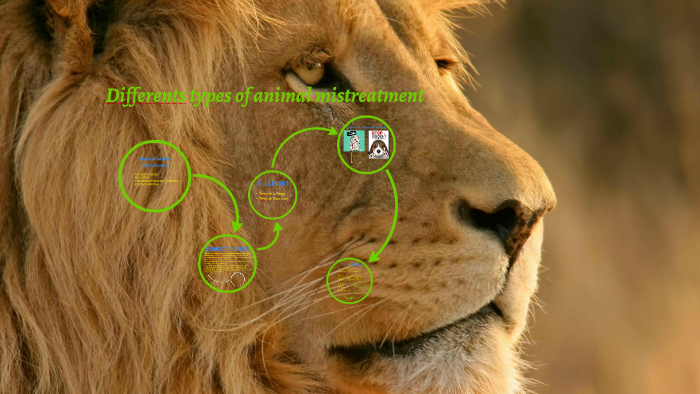 Differents Types Of Animal Mistreatment By Alejandro Sánchez On Prezi