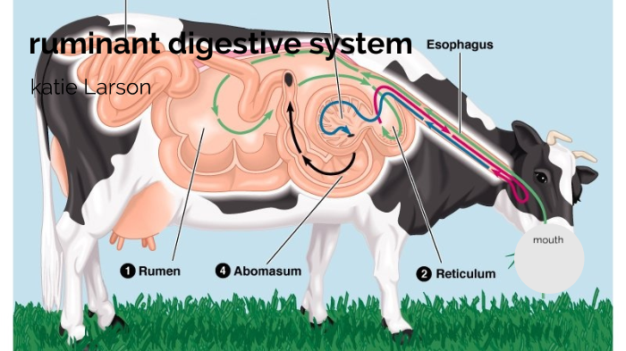 ruminant digestive system by Kathryn Larson on Prezi