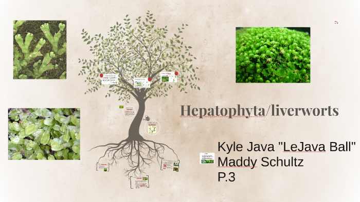 Hepatophyta by Kyle Java on Prezi