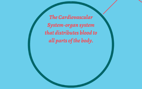 The Cariovascular System by group project