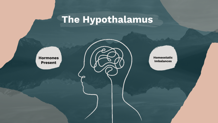 Hypothalamus Project by Kat Ramkumar on Prezi