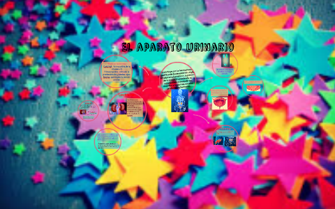 el sistema urinario by Jeni Castro on Prezi